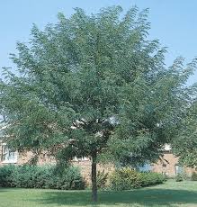 Deciduous Tree - Shademaster Locust - #7 Container | Joe Dirt's Garden ...